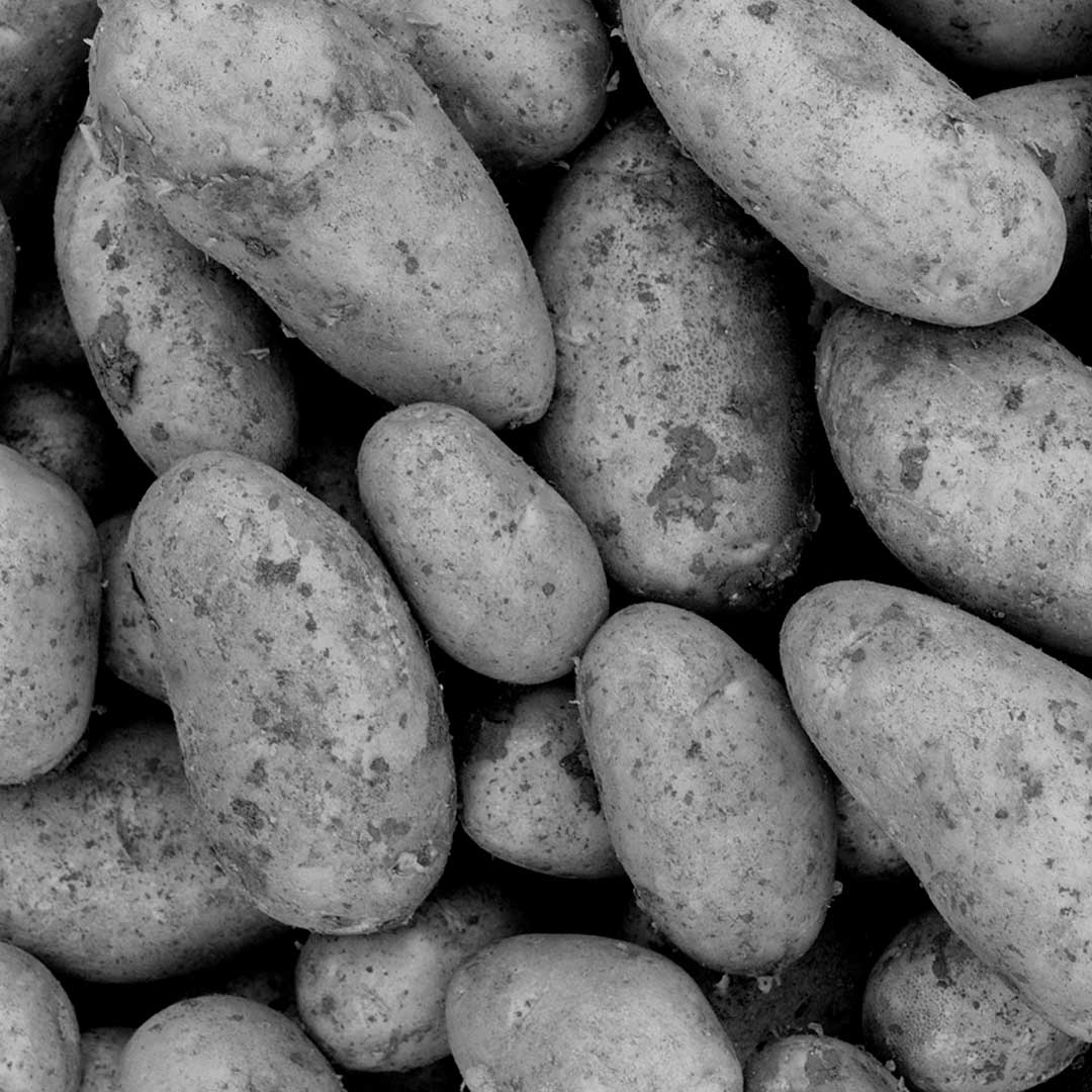 Coltivazione della patata con Farina di Basalto®