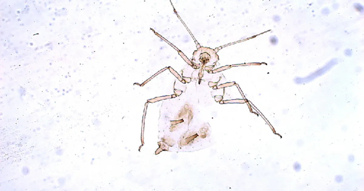 Farina di Basalto® come alternativa biologica per il controllo di Aphis ...